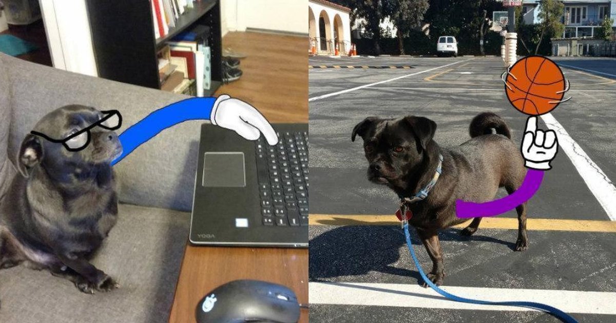 Dog With Three Legs Gets A New Cartoon Leg Every Day - The Dodo