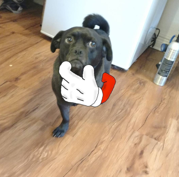 Dog With Three Legs Gets A New Cartoon Leg Every Day - The Dodo