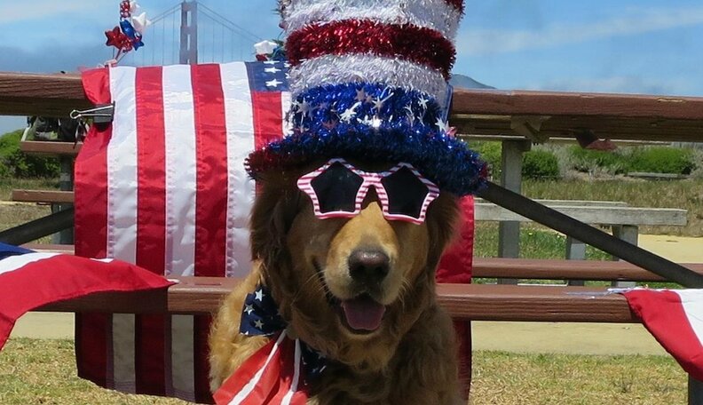 My Dog Disappeared When The Fireworks Exploded - The Dodo