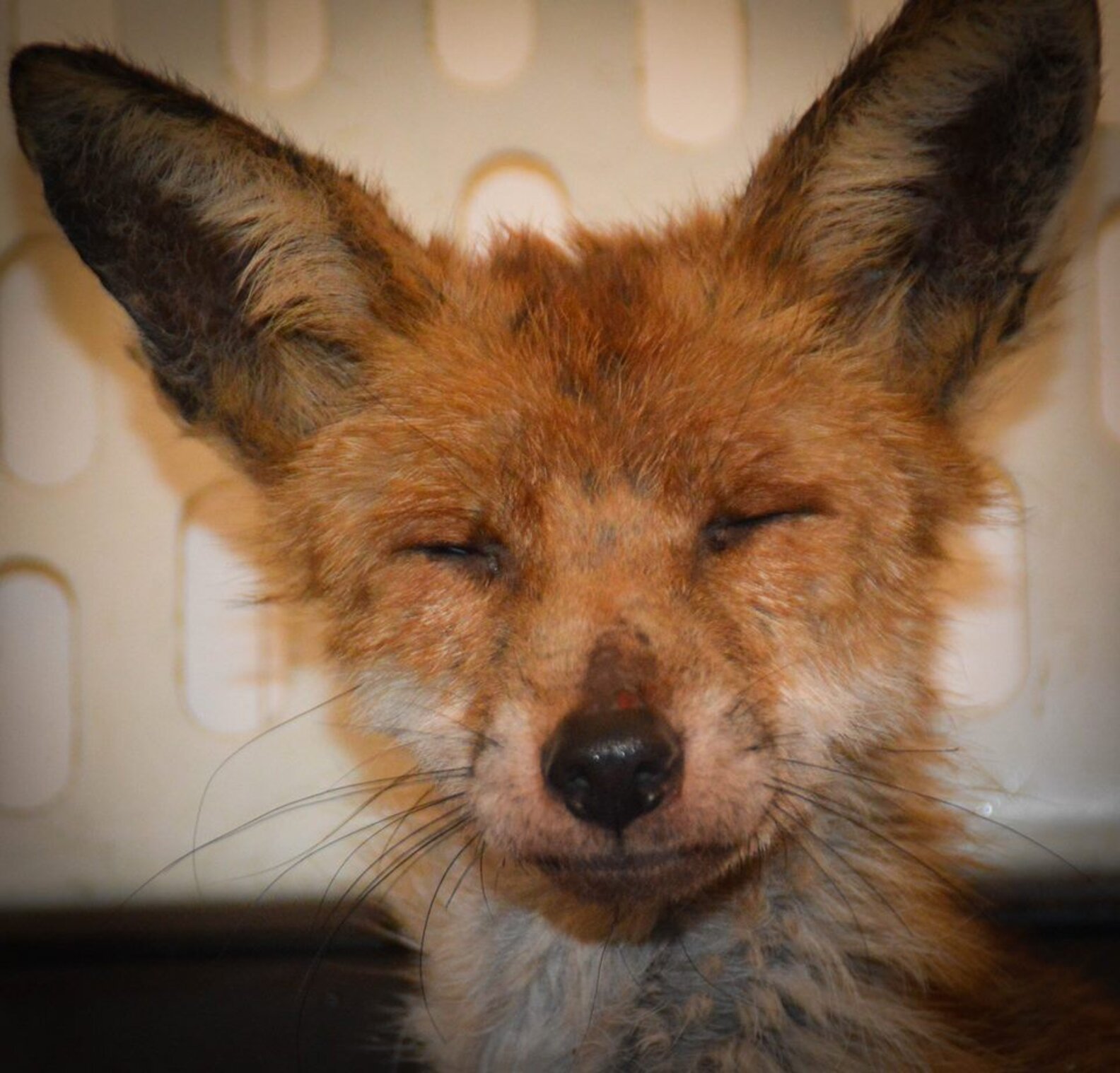 Foxes Are Being Killed In London Right Now - The Dodo