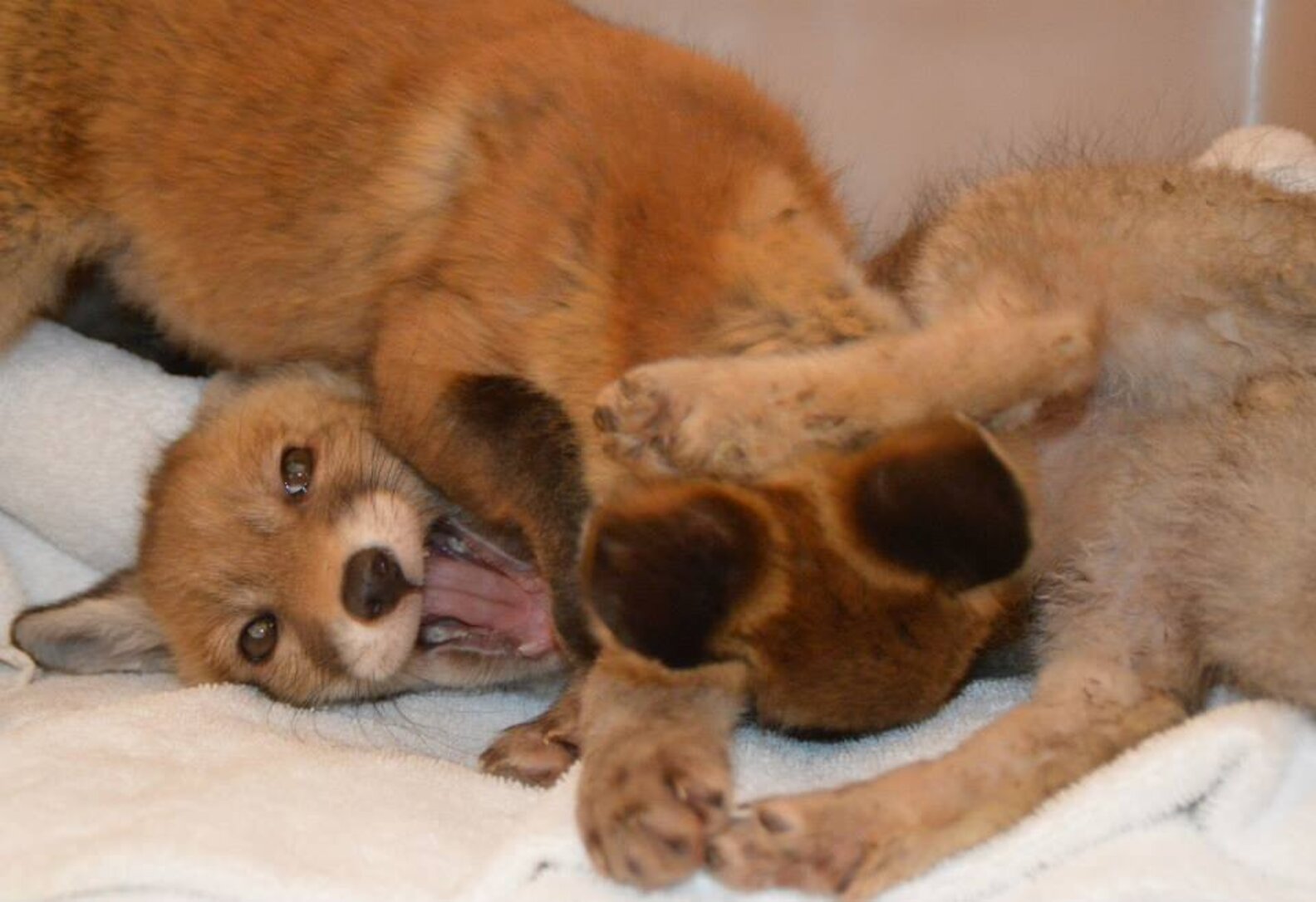 Foxes Are Being Killed In London Right Now - The Dodo