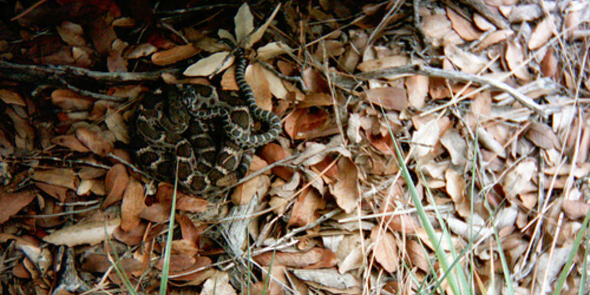 Sigma vs. the squirrel - The Dodo