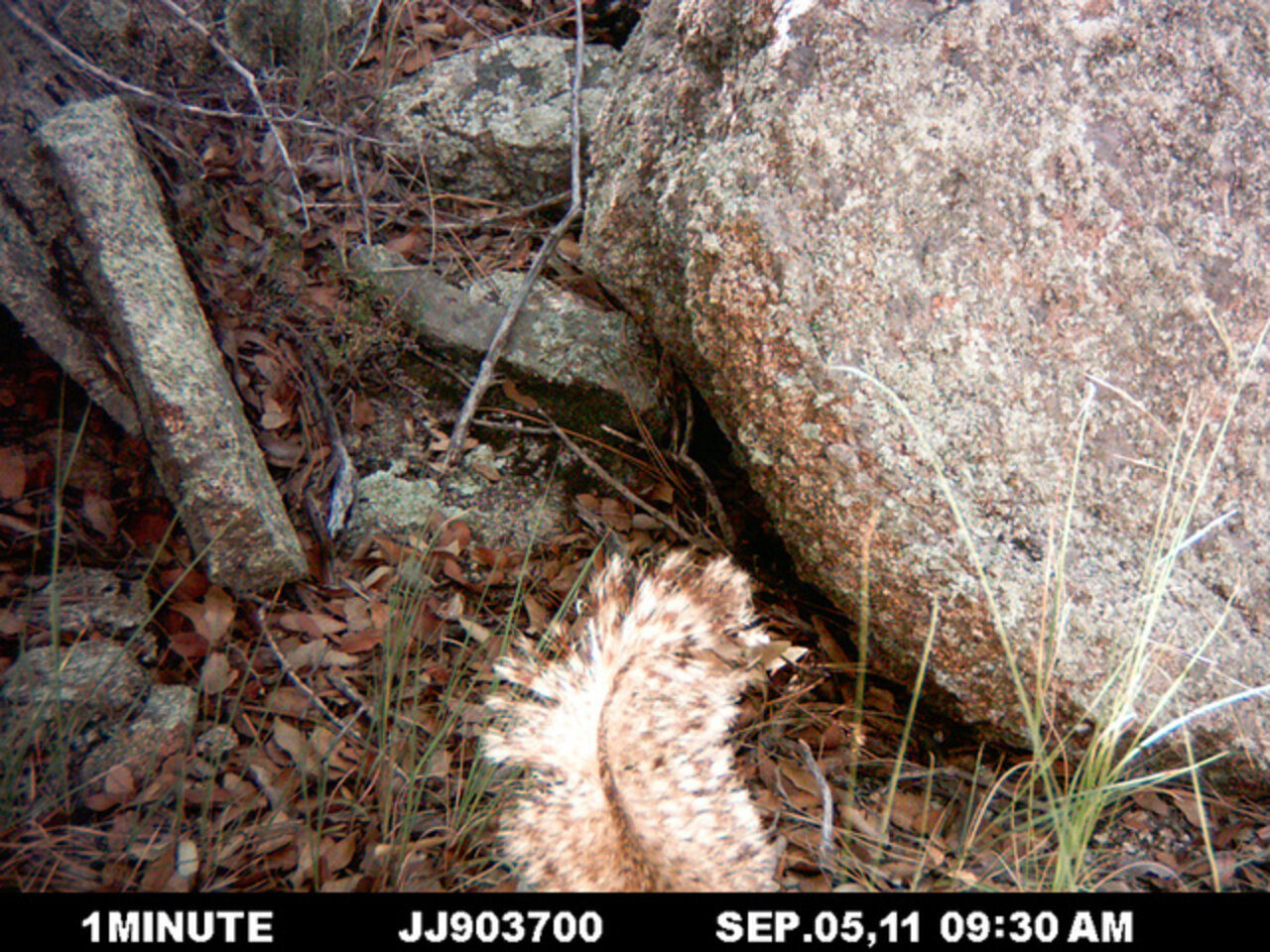 Sigma vs. the squirrel - The Dodo
