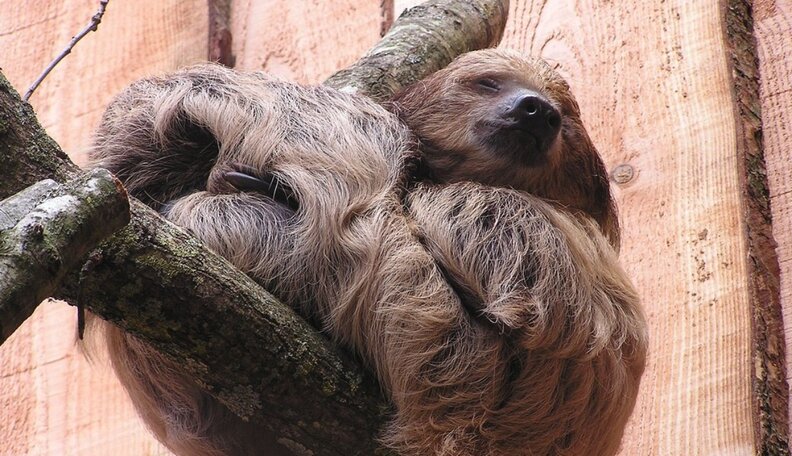 Sloth Fights Back After Electrocution - The Dodo