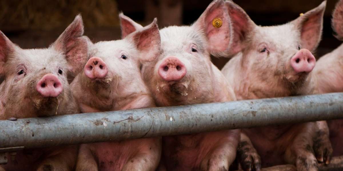 UK Army’s Disturbing Training On Pigs Slammed By Animal Advocates - The ...