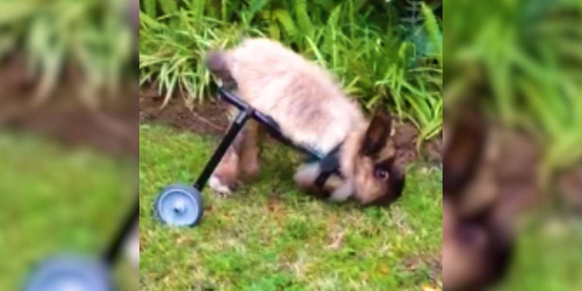 Wheelchair Bunny Loves His New Home - The Dodo