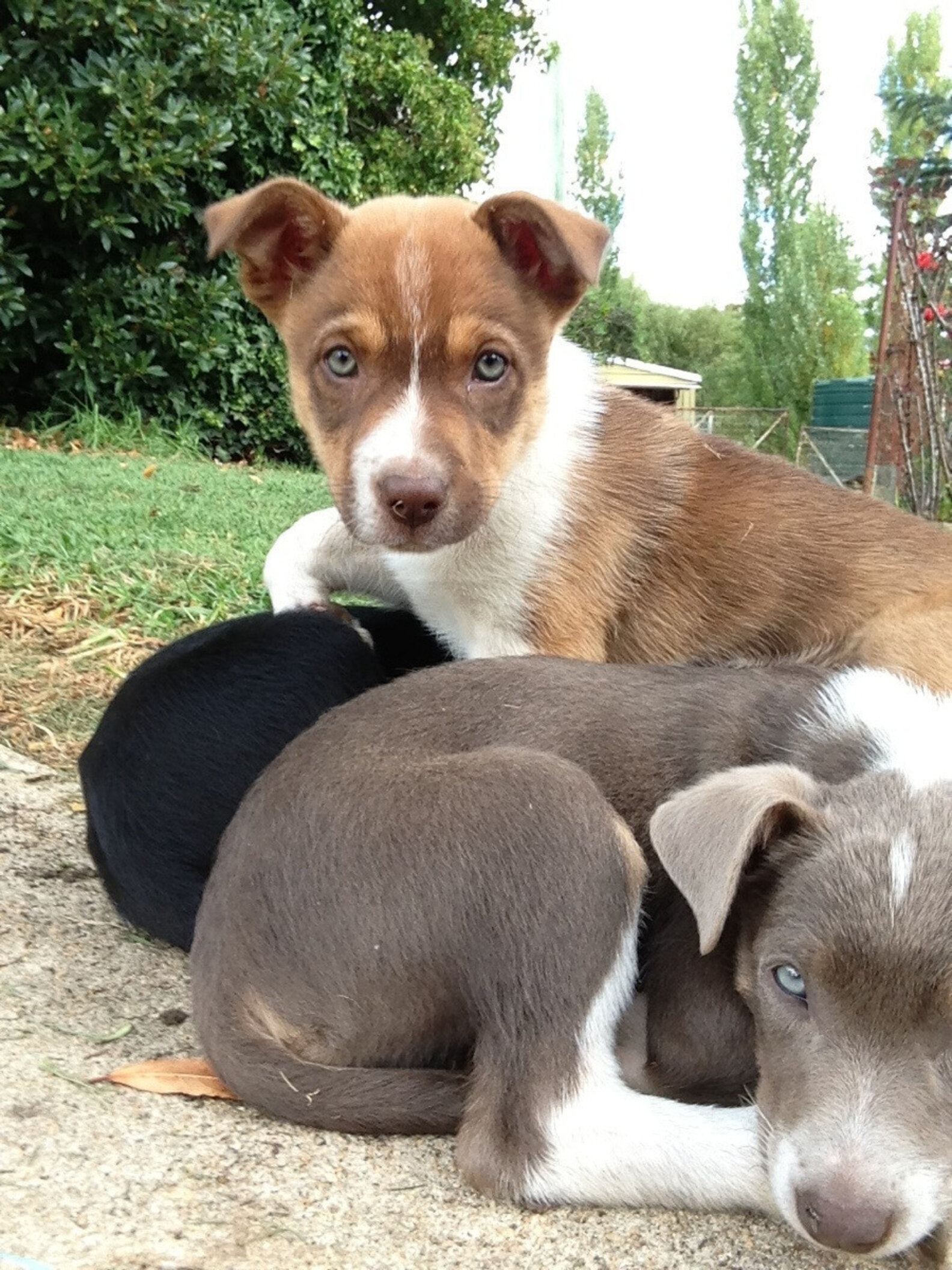 50 Shades Of Grey ... Dogs - The Dodo