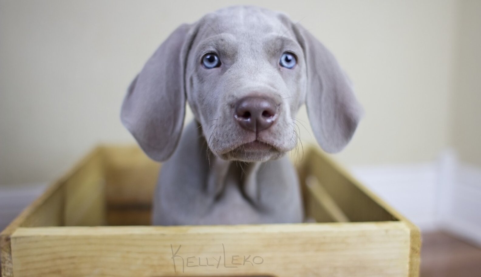 50 Shades Of Grey ... Dogs - The Dodo