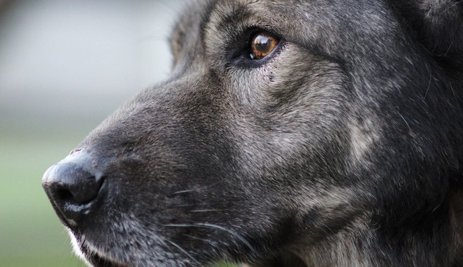 50 Shades Of Grey ... Dogs - The Dodo