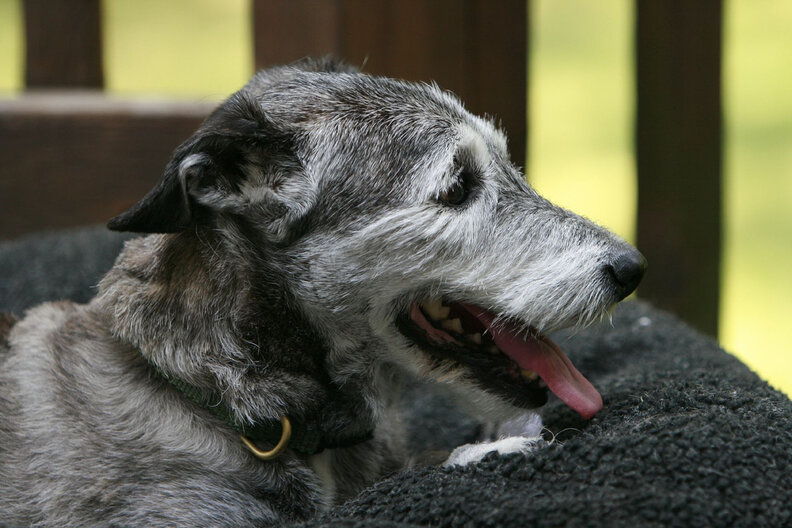 50 Shades Of Grey ... Dogs - The Dodo