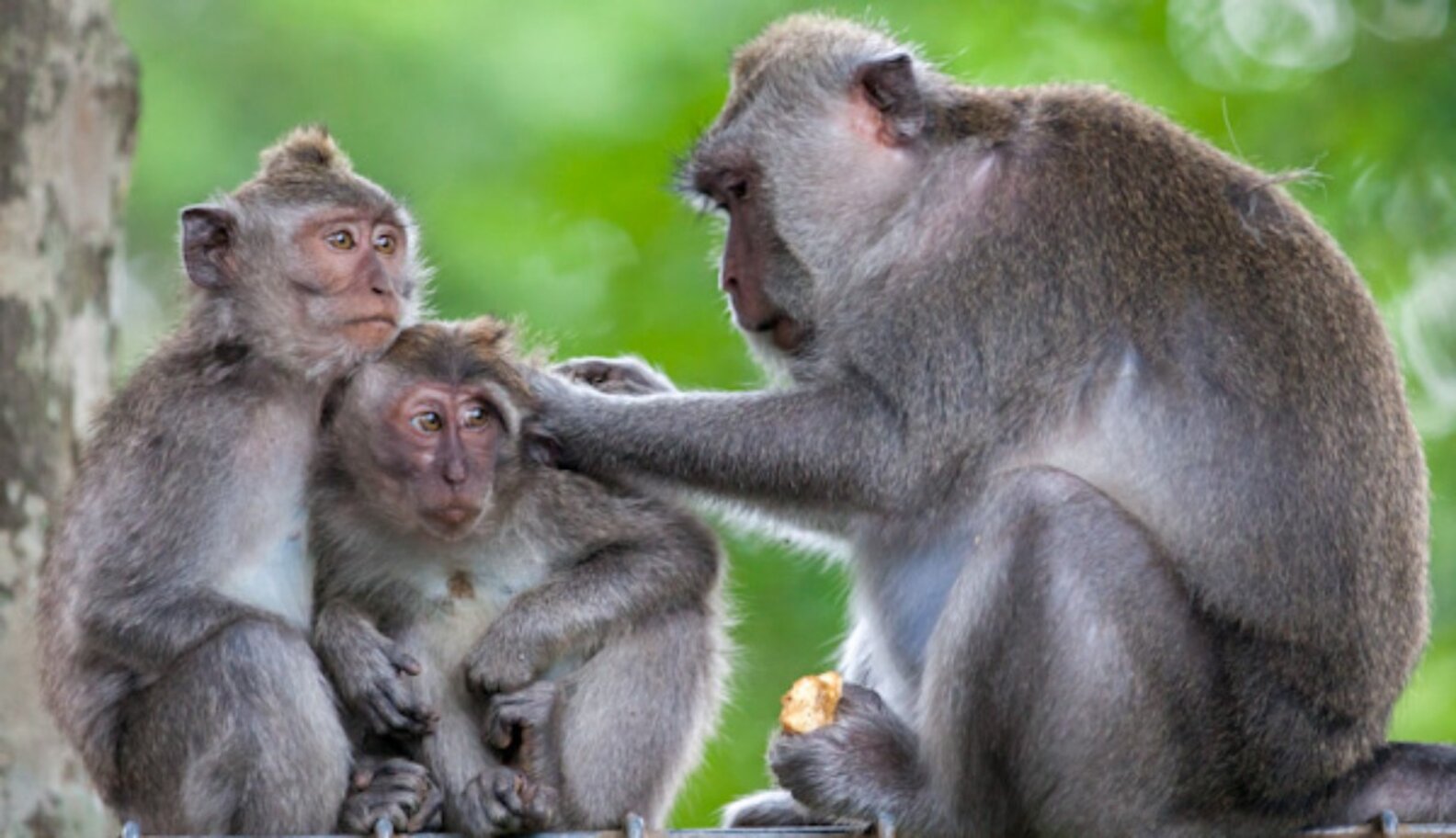 The Secret Life Of Monkeys Revealed On Camera - The Dodo