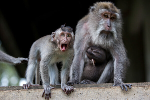 The Secret Life Of Monkeys Revealed On Camera - The Dodo