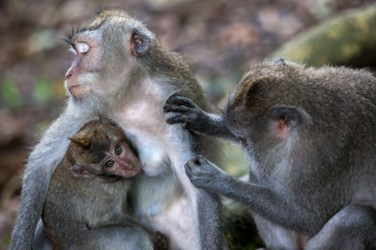 The Secret Life Of Monkeys Revealed On Camera - The Dodo