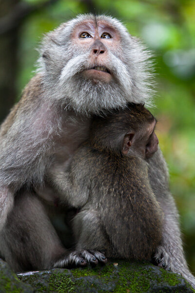 The Secret Life Of Monkeys Revealed On Camera - The Dodo