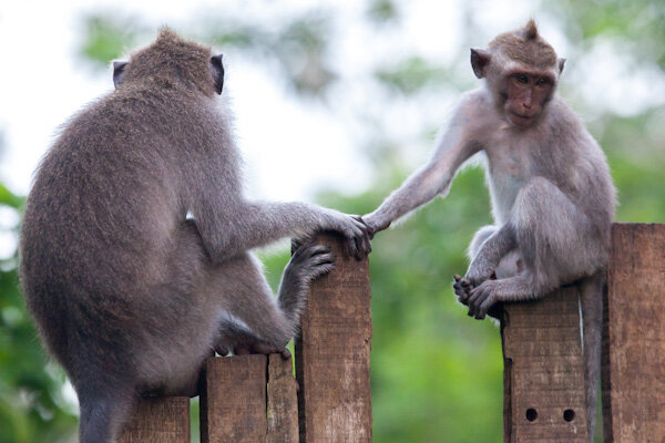 The Secret Life Of Monkeys Revealed On Camera - The Dodo