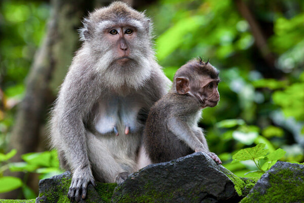 The Secret Life Of Monkeys Revealed On Camera - The Dodo