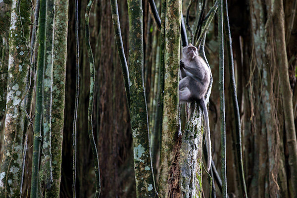 The Secret Life Of Monkeys Revealed On Camera - The Dodo