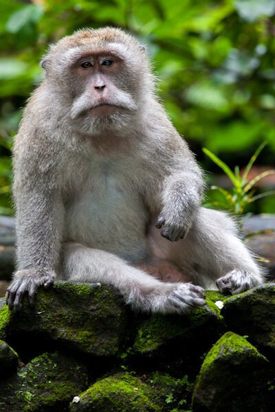 The Secret Life Of Monkeys Revealed On Camera - The Dodo