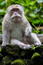 The Secret Life Of Monkeys Revealed On Camera - The Dodo