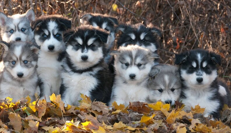 50 Shades Of Grey ... Dogs - The Dodo
