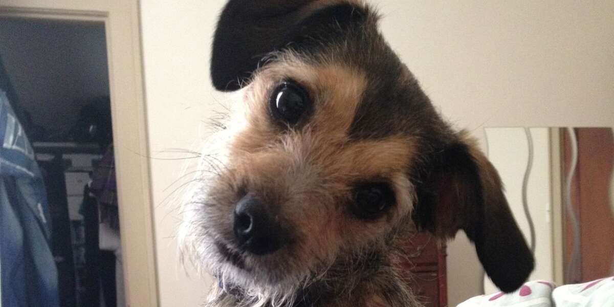 14 Dogs Who Are Trying Really Hard To Understand What You're Saying ...