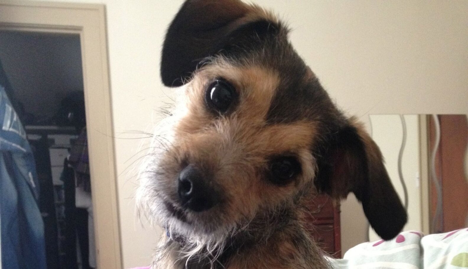 14 Dogs Who Are Trying Really Hard To Understand What You're Saying ...