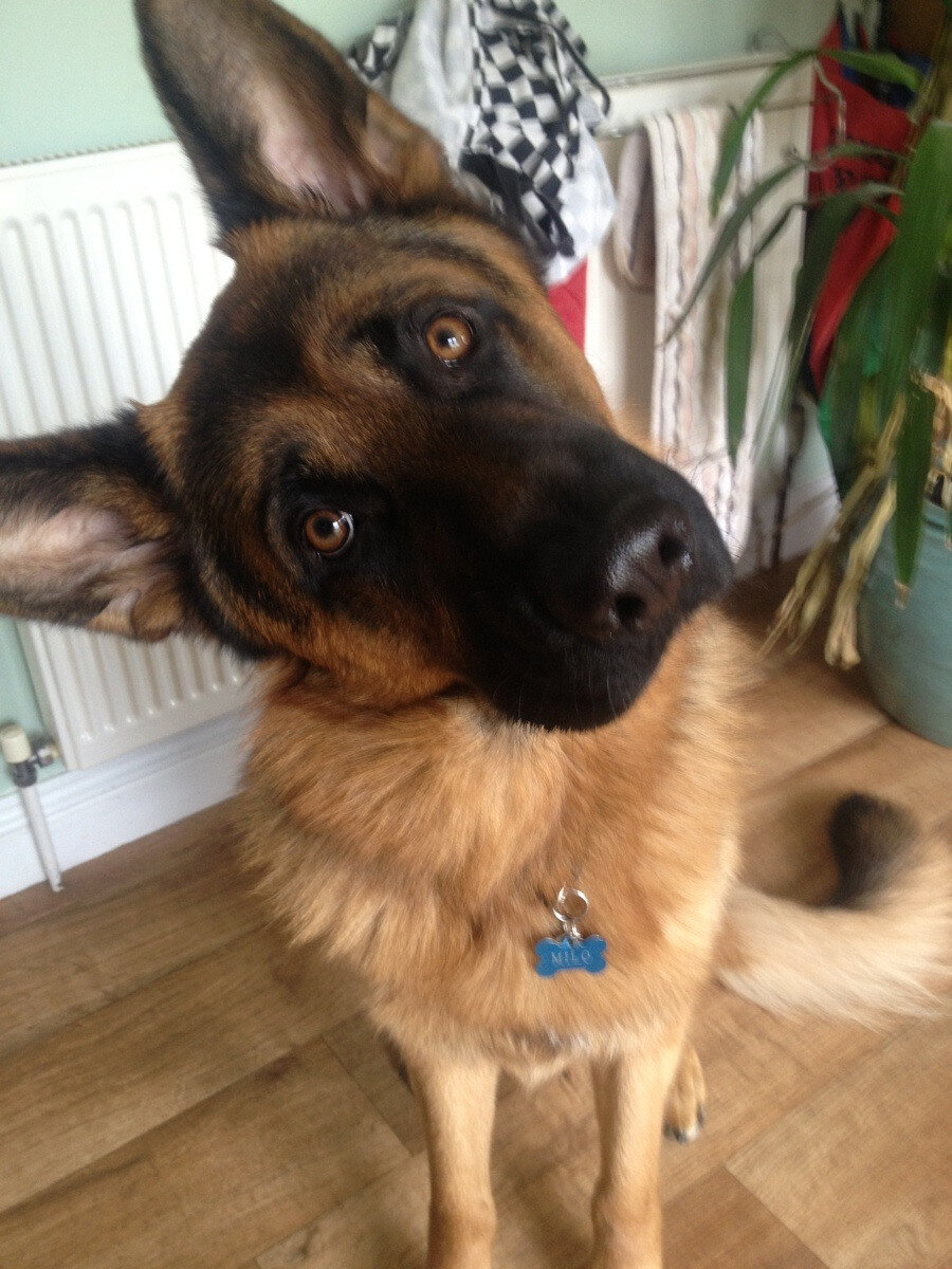 14 Dogs Who Are Trying Really Hard To Understand What You're Saying ...