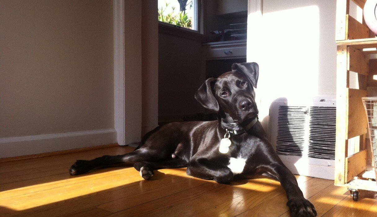 14 Dogs Who Are Trying Really Hard To Understand What You're Saying ...