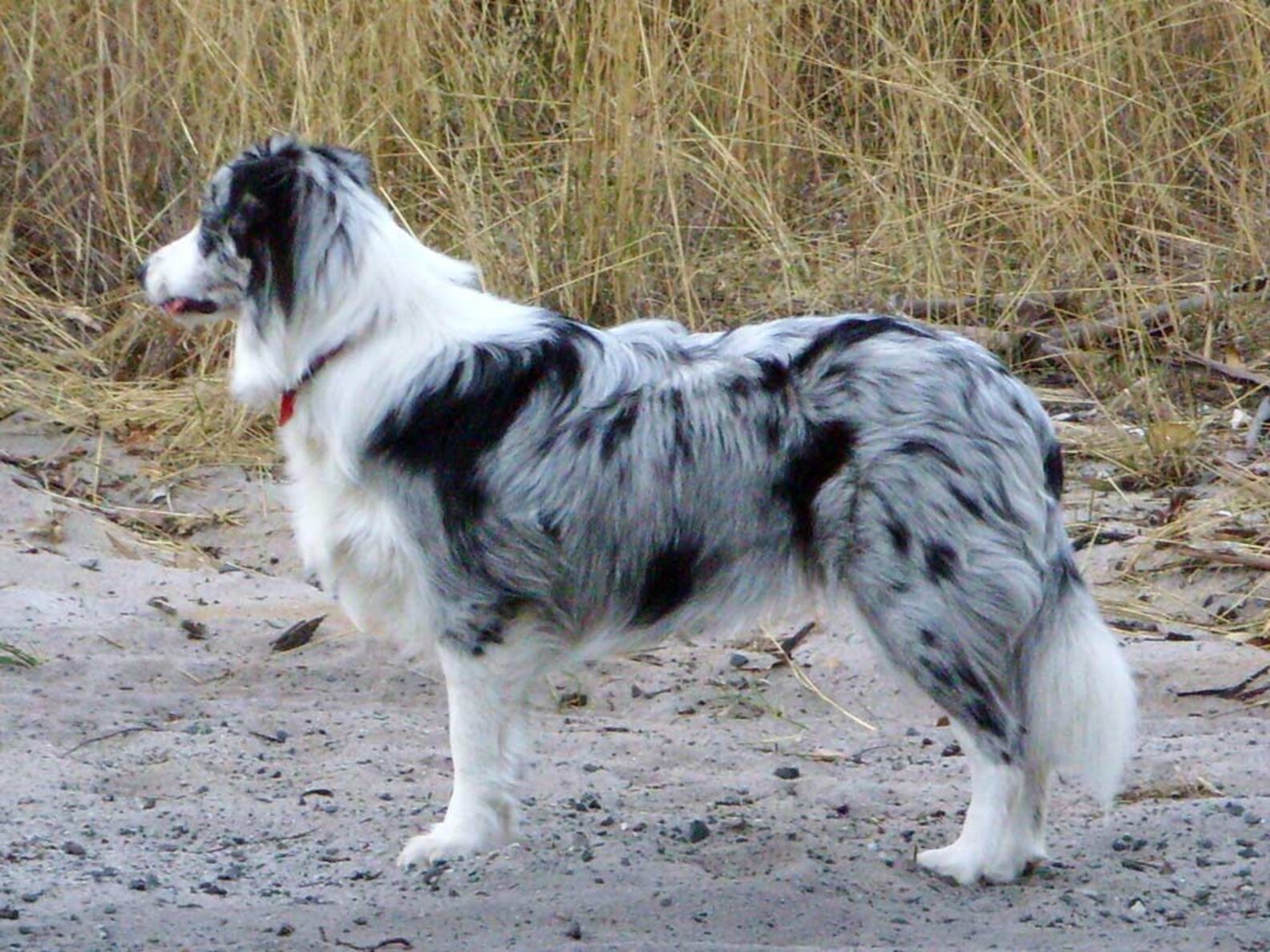 50 Shades Of Grey ... Dogs - The Dodo