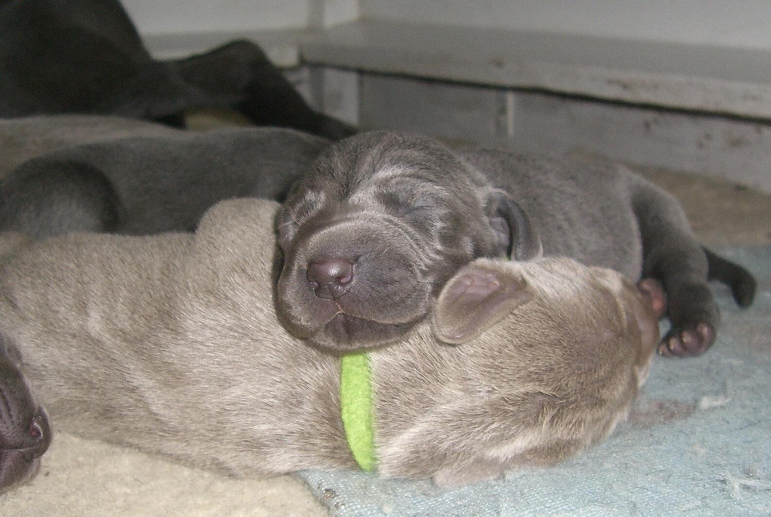 50 Shades Of Grey ... Dogs - The Dodo