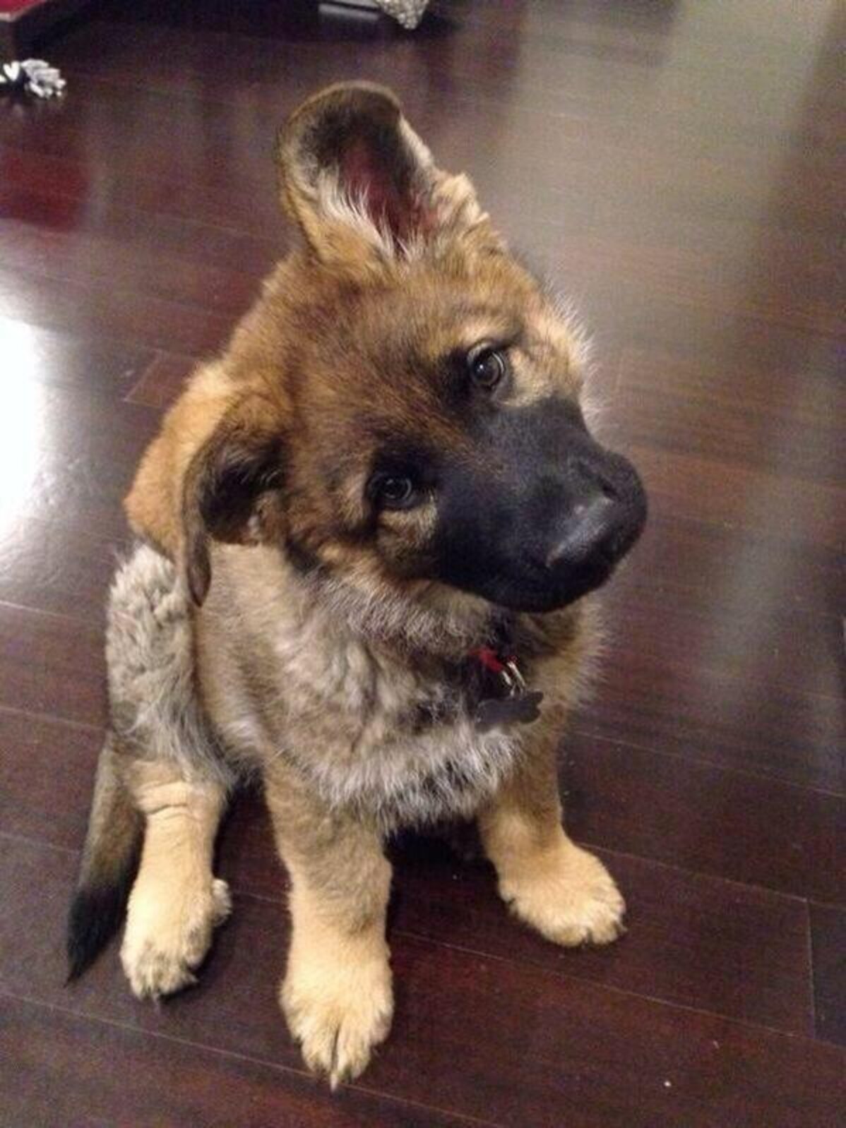 14 Dogs Who Are Trying Really Hard To Understand What You're Saying ...