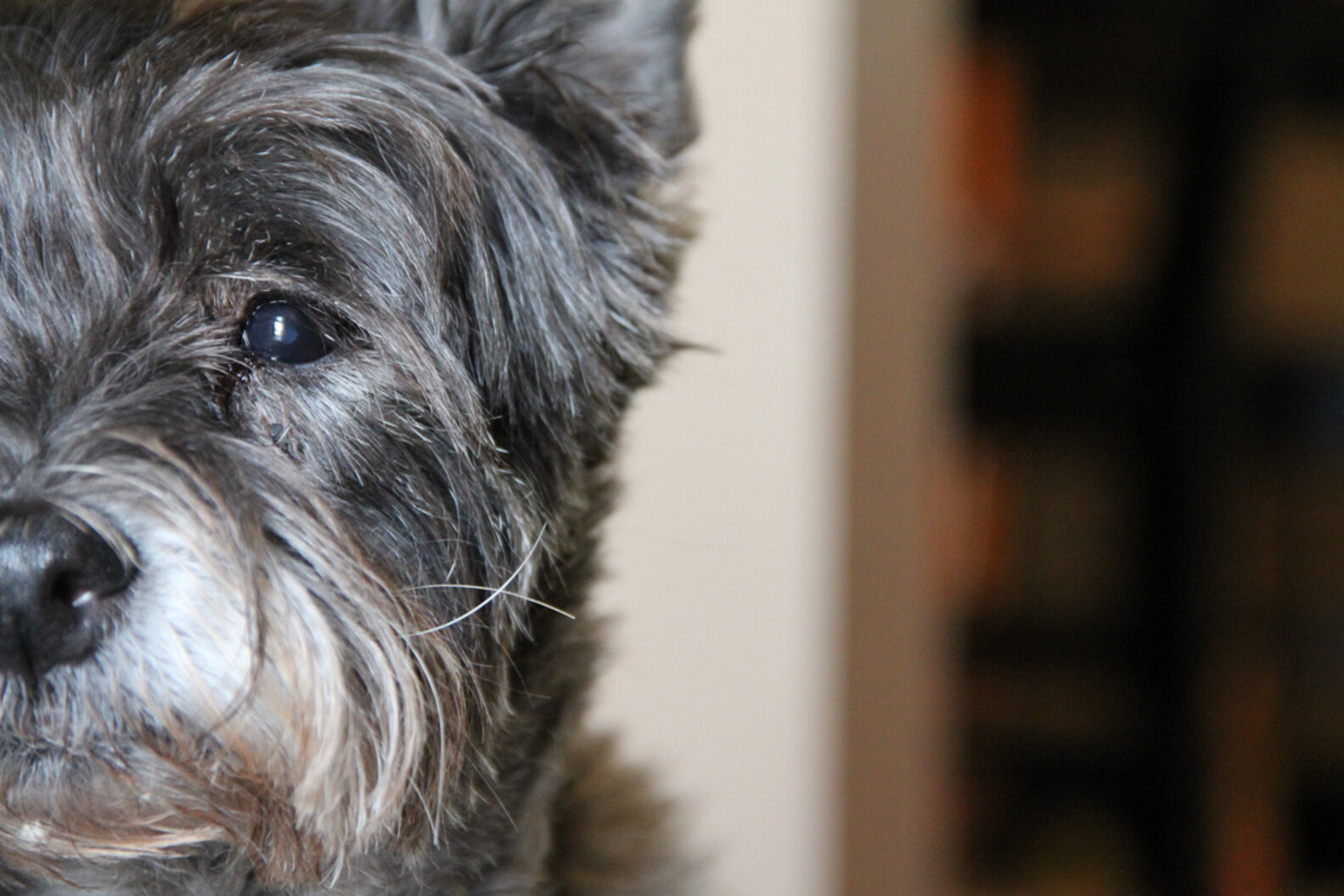 50 Shades Of Grey ... Dogs - The Dodo