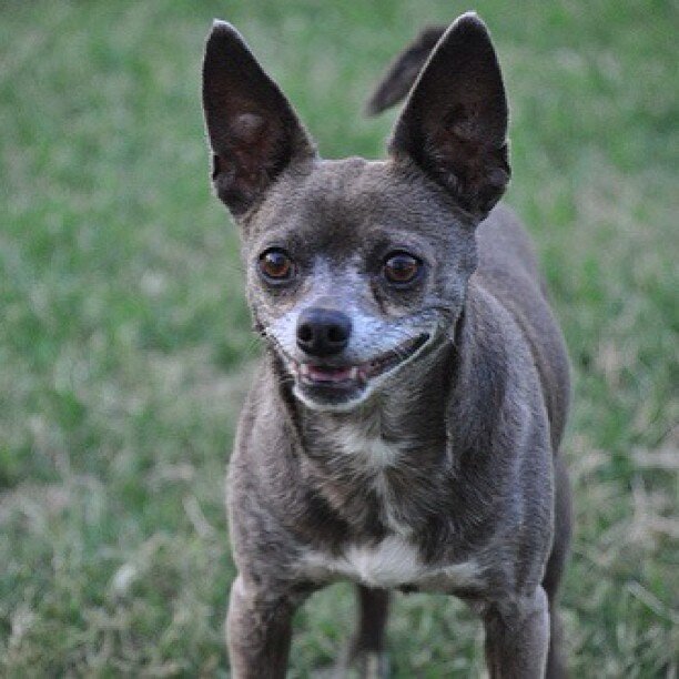 50 Shades Of Grey ... Dogs - The Dodo