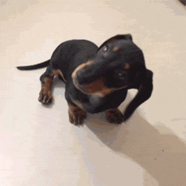 14 Dogs Who Are Trying Really Hard To Understand What You're Saying ...