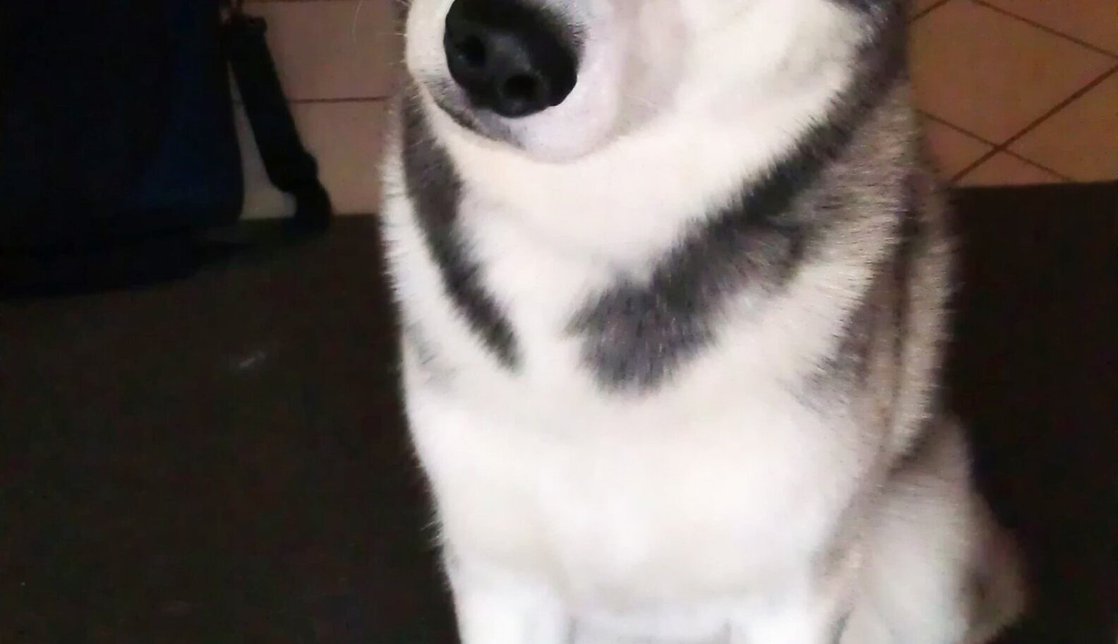 14 Dogs Who Are Trying Really Hard To Understand What You're Saying ...