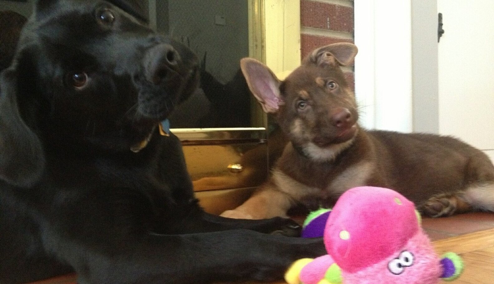 14 Dogs Who Are Trying Really Hard To Understand What You're Saying ...