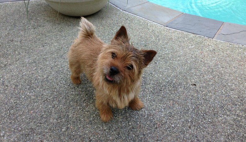 14 Dogs Who Are Trying Really Hard To Understand What You're Saying ...