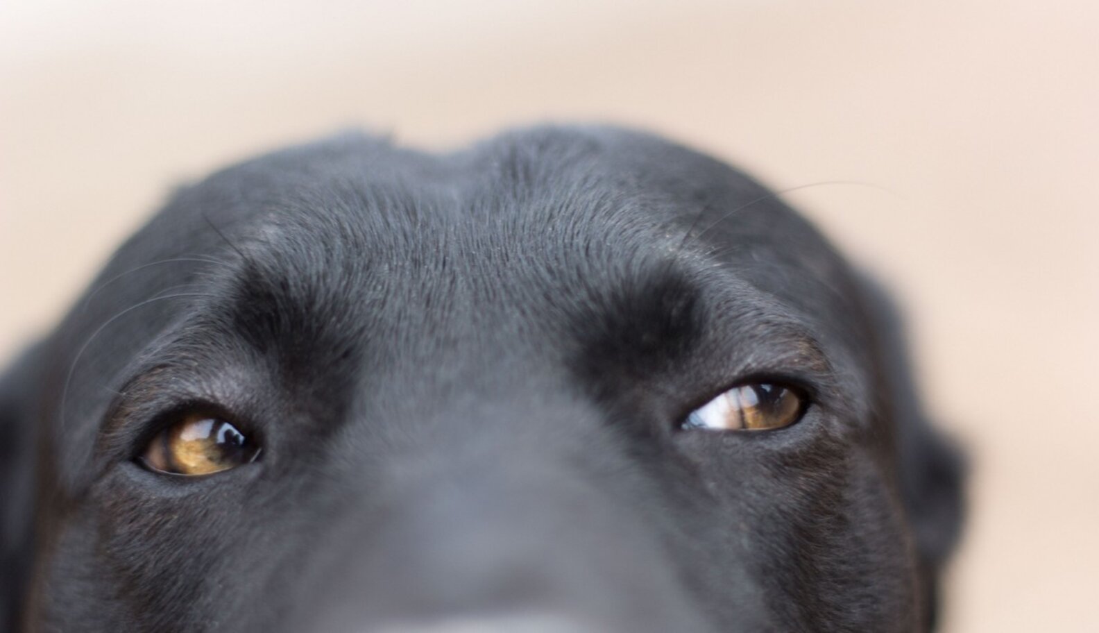 50 Shades Of Grey ... Dogs - The Dodo