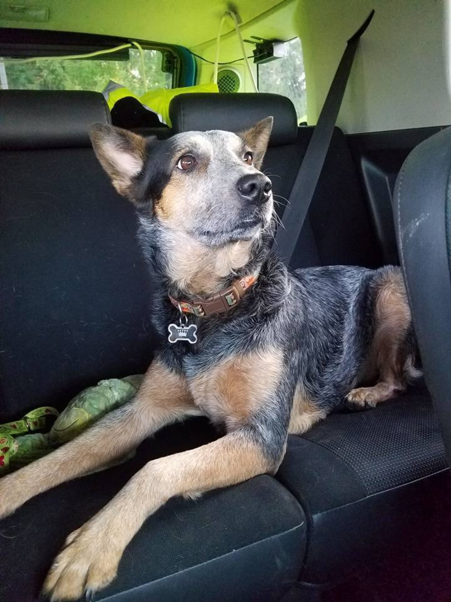 Paramedics Show Up To A Call — And Find A Dog No One Knew Existed - The ...