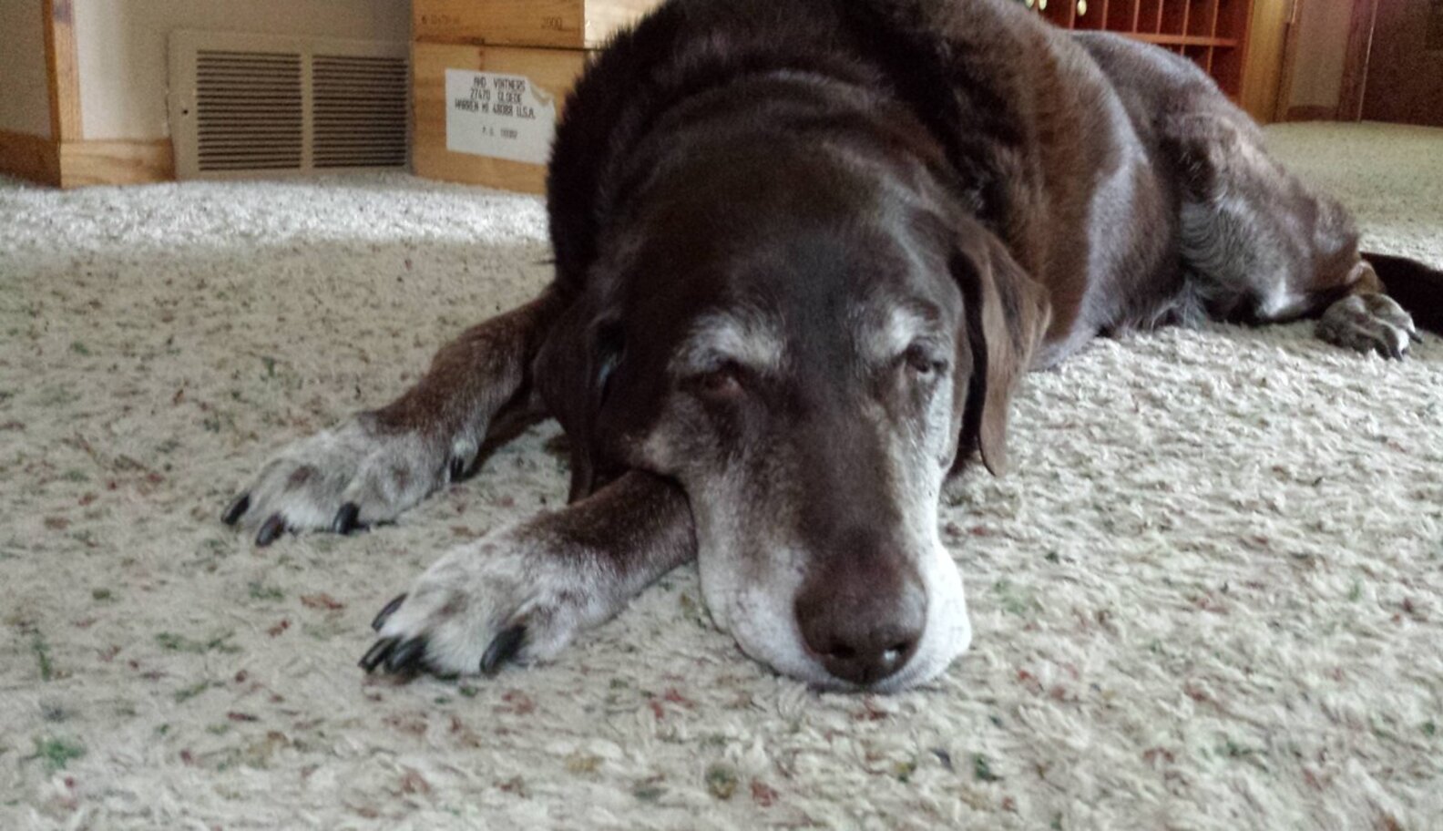 50 Shades Of Grey ... Dogs - The Dodo