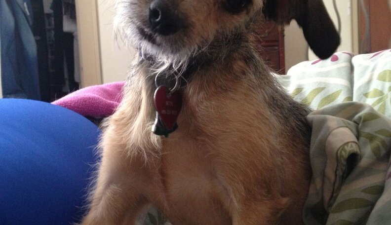 14 Dogs Who Are Trying Really Hard To Understand What You're Saying ...