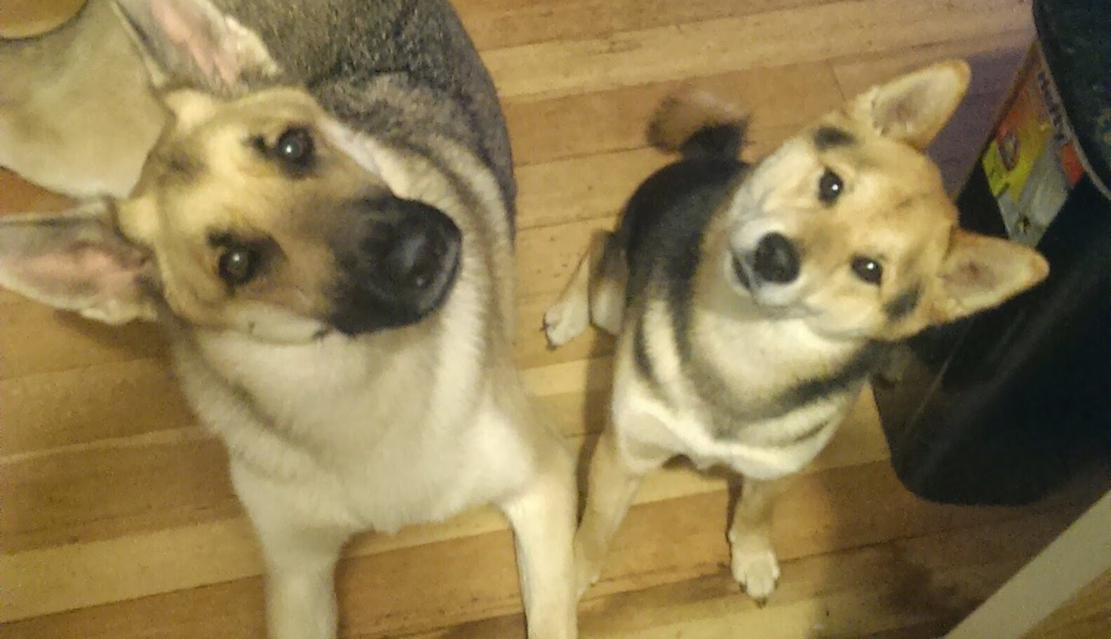 14 Dogs Who Are Trying Really Hard To Understand What You're Saying ...