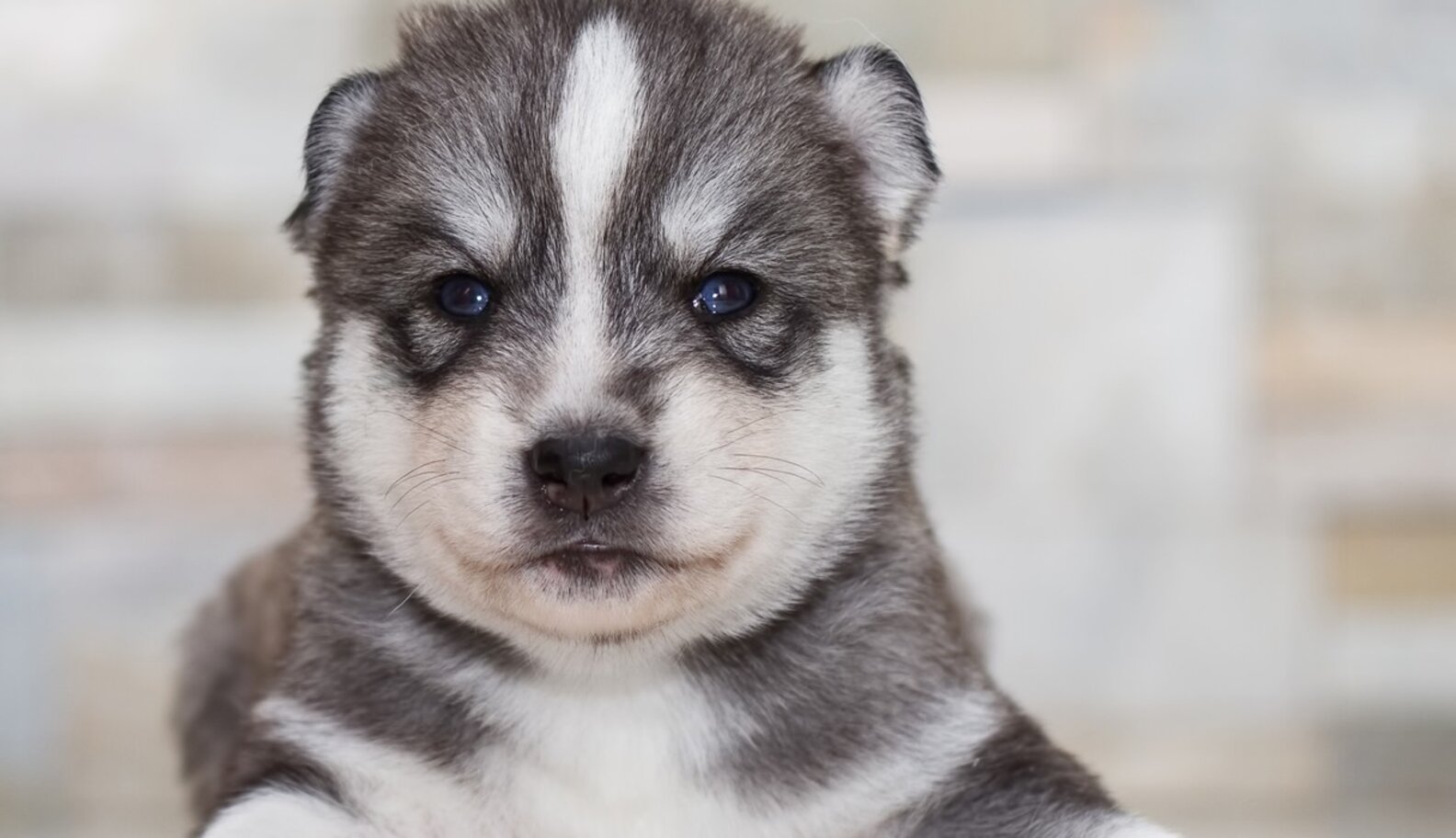 50 Shades Of Grey ... Dogs - The Dodo