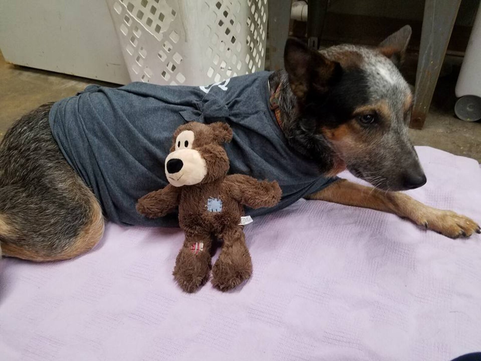 Paramedics Show Up To A Call — And Find A Dog No One Knew Existed - The ...