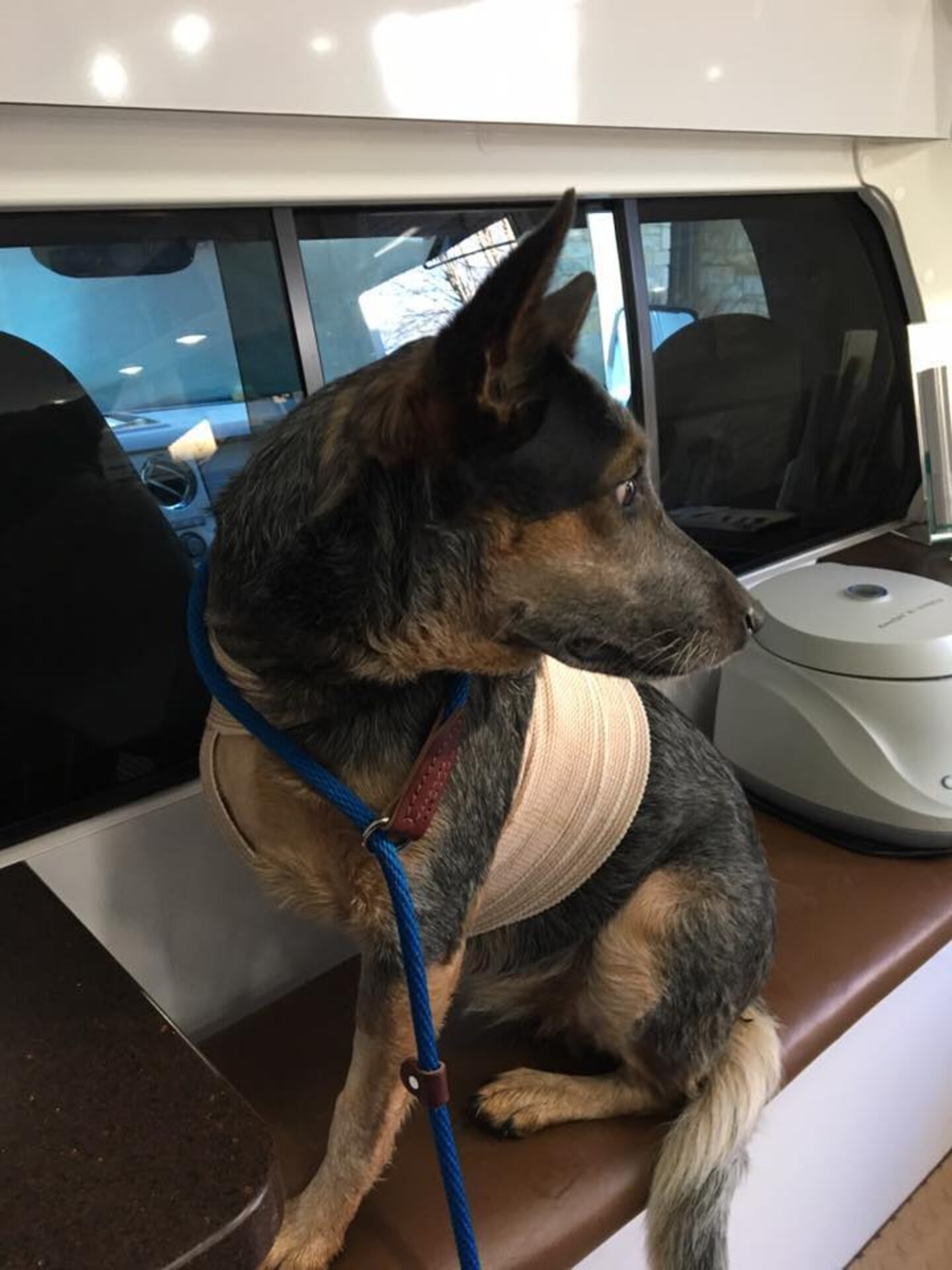 Paramedics Show Up To A Call — And Find A Dog No One Knew Existed - The ...