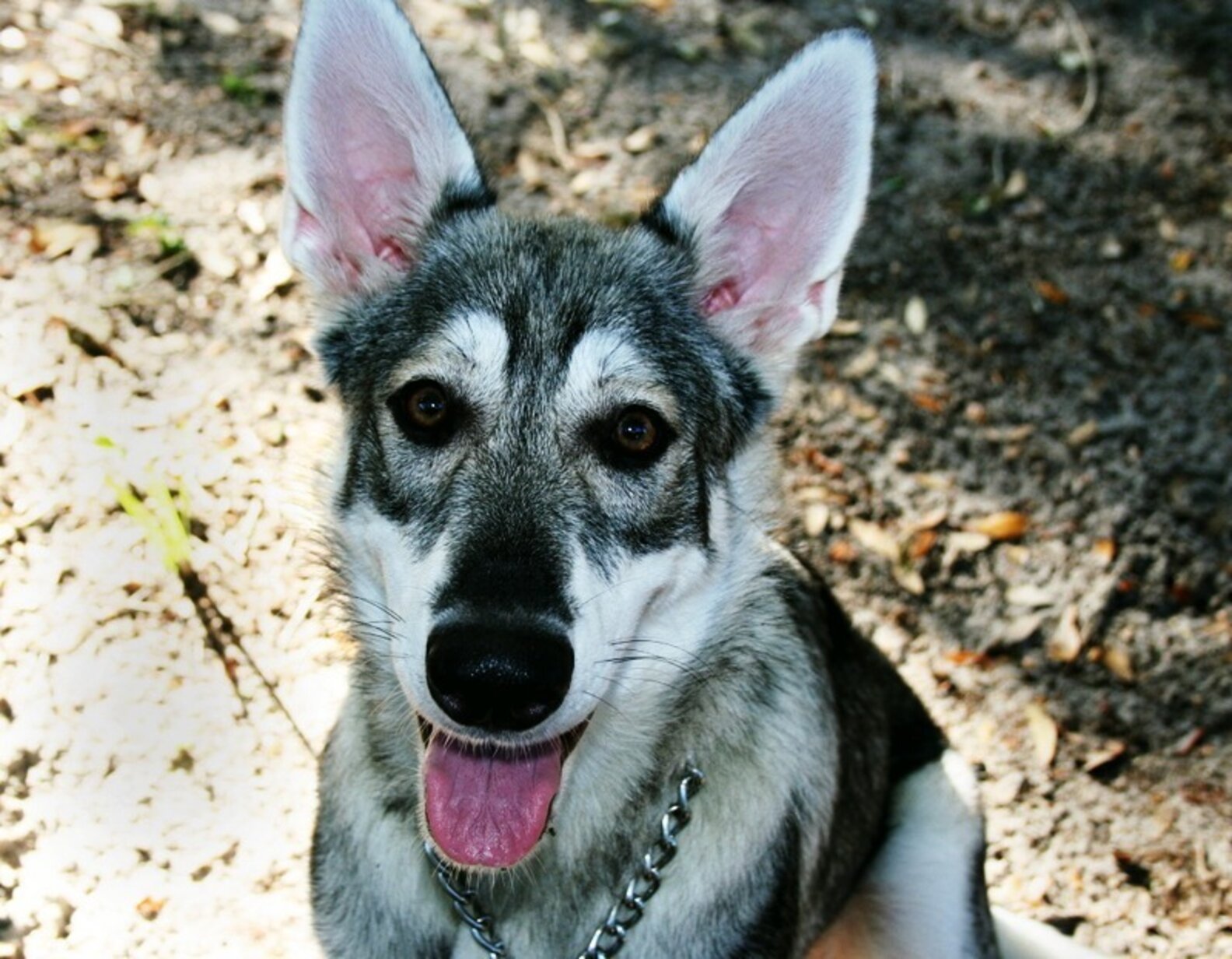 50 Shades Of Grey ... Dogs - The Dodo
