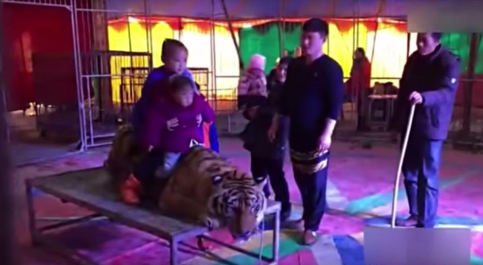 Tiger Tied Down With Ropes At Circus So People Can Ride Him - The Dodo