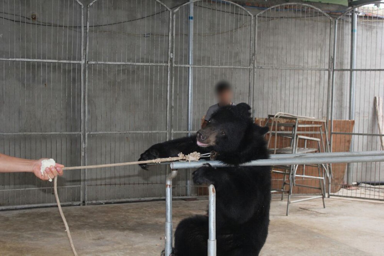 Tiger Tied Down With Ropes At Circus So People Can Ride Him - The Dodo