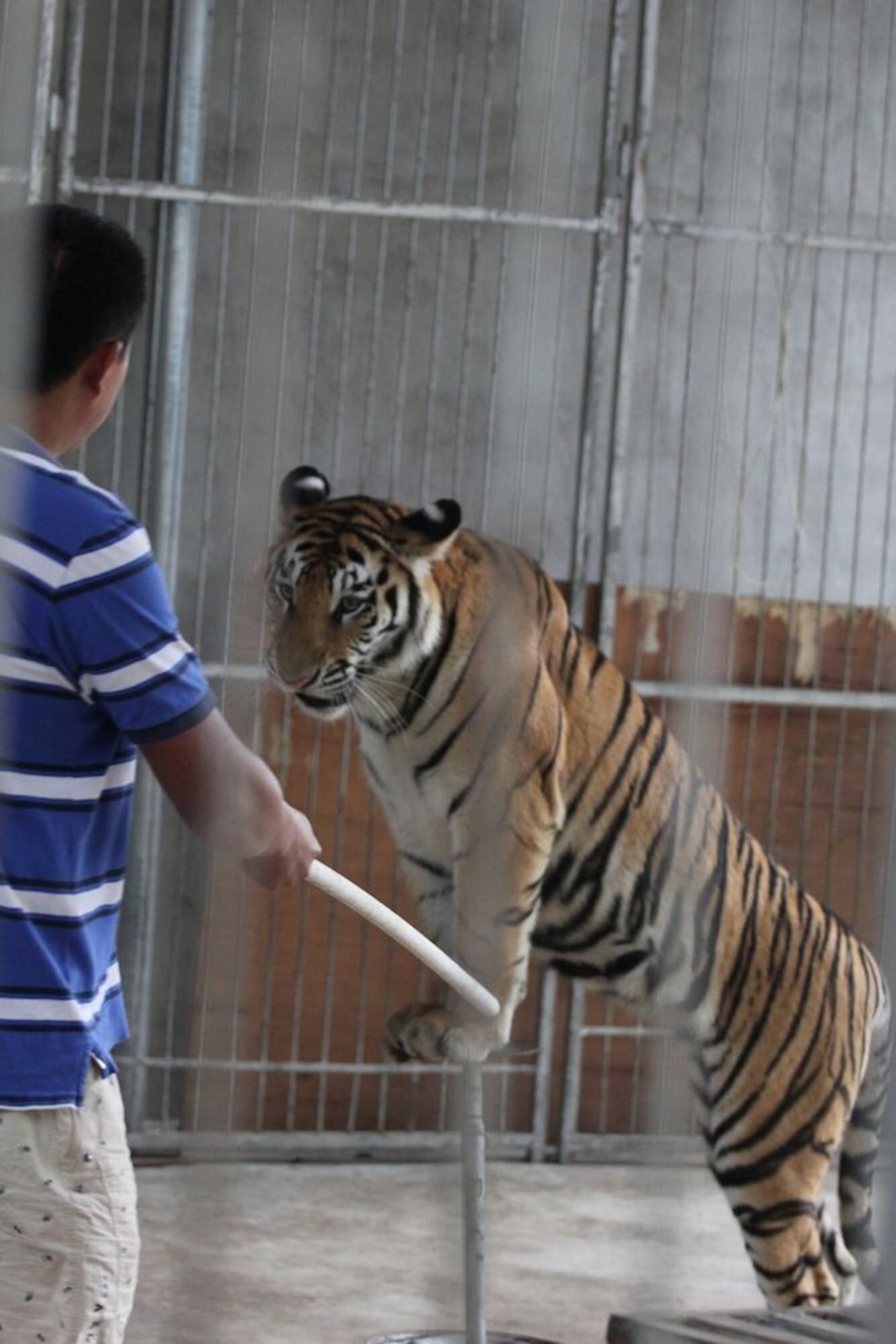 Tiger Tied Down With Ropes At Circus So People Can Ride Him - The Dodo