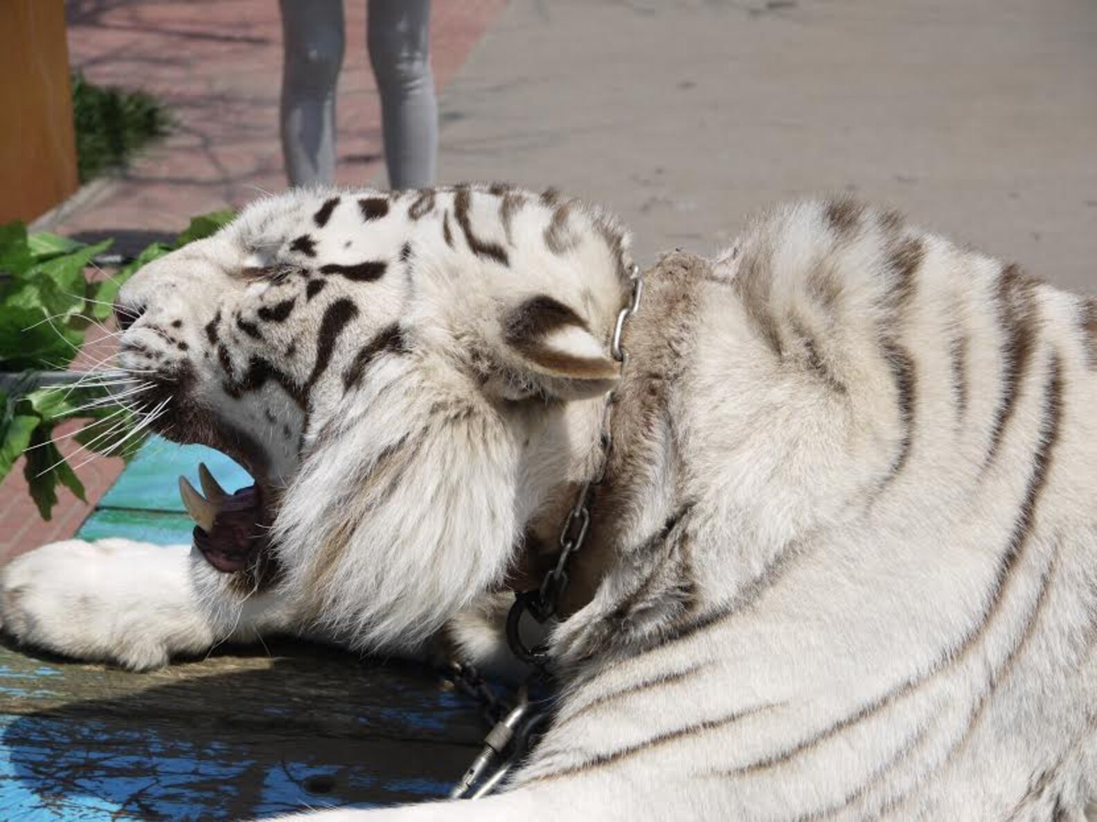 Tiger Tied Down With Ropes At Circus So People Can Ride Him - The Dodo